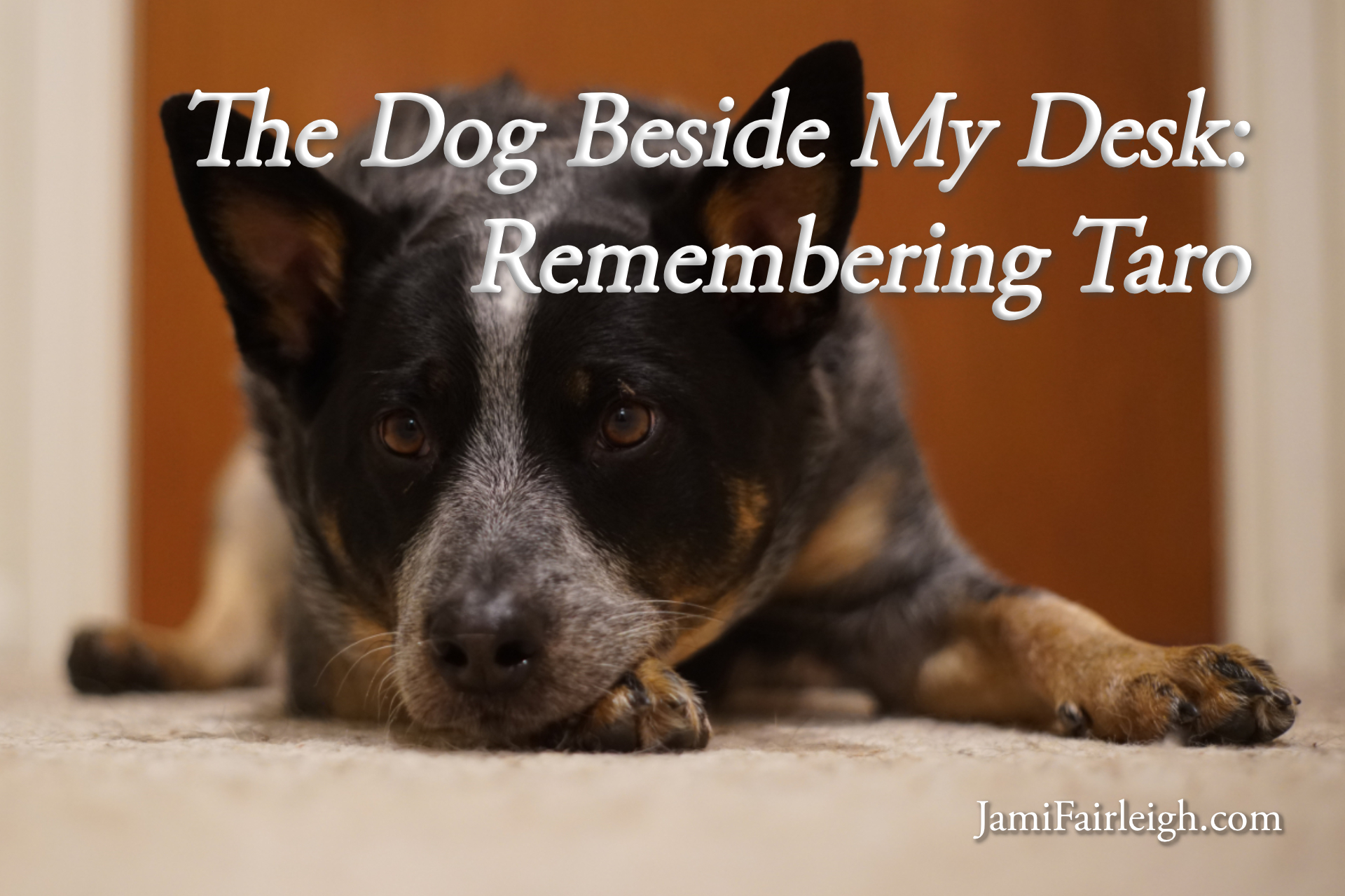 The Dog Beside My Desk: Remembering Taro